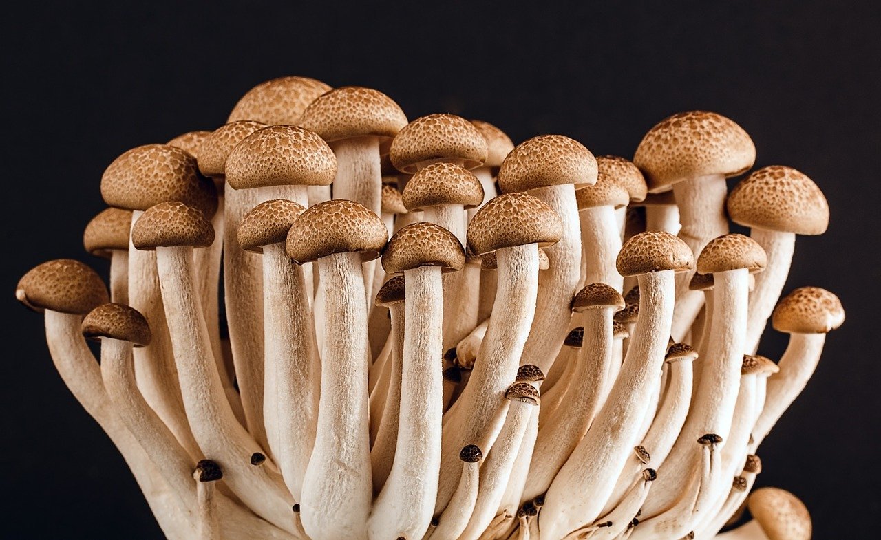 10 Fun Facts About Mushrooms - Aloha Medicinals Mushroom Company
